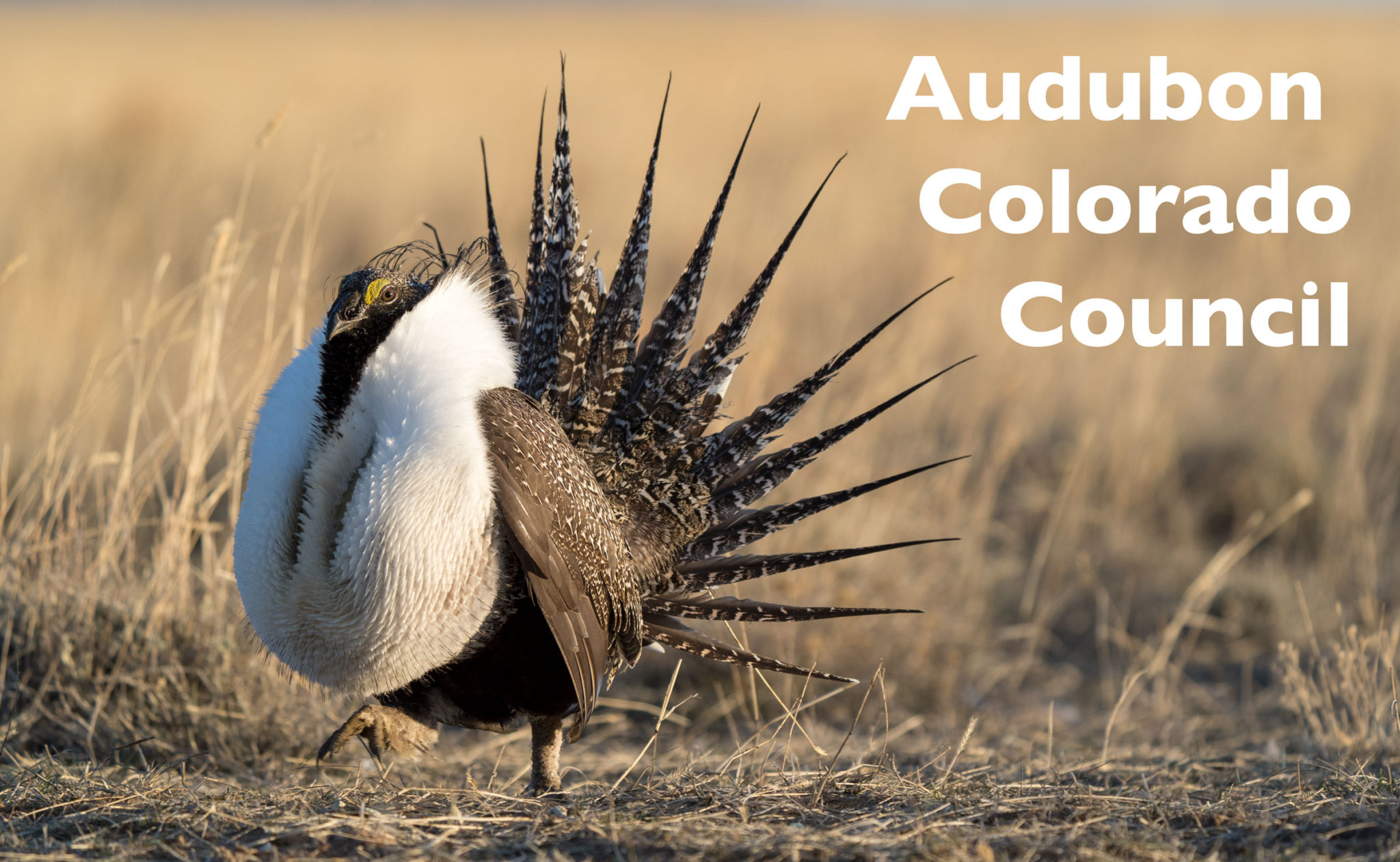 Audubon Colorado Council – A coordinated effort of the Colorado Audubon ...